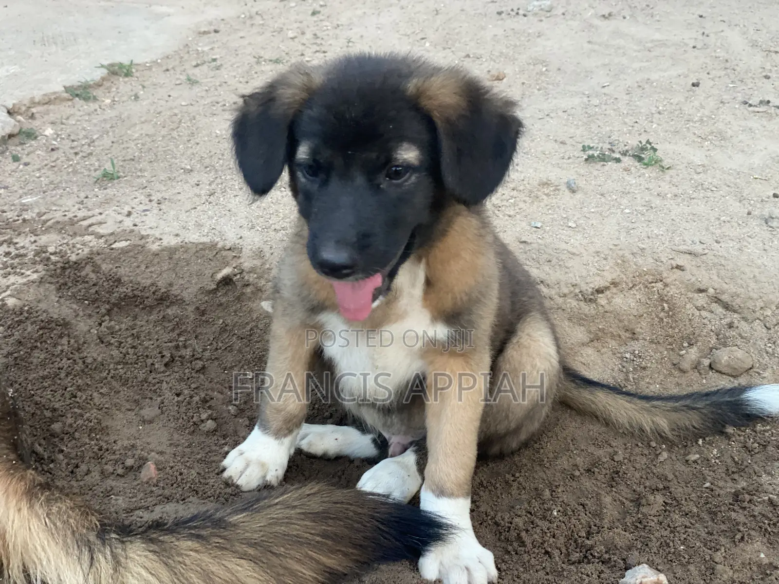 1-3 months Male Mixed Breed Anatolian Shepherd in Sunyani Municipal ...