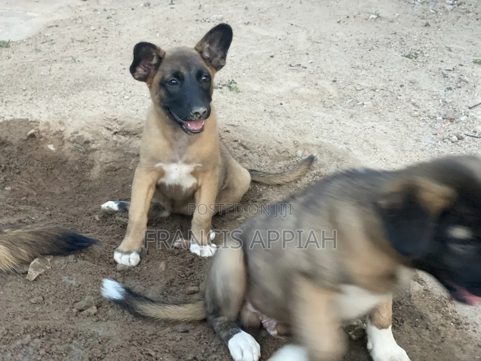 1-3 months Male Mixed Breed Anatolian Shepherd in Sunyani Municipal ...