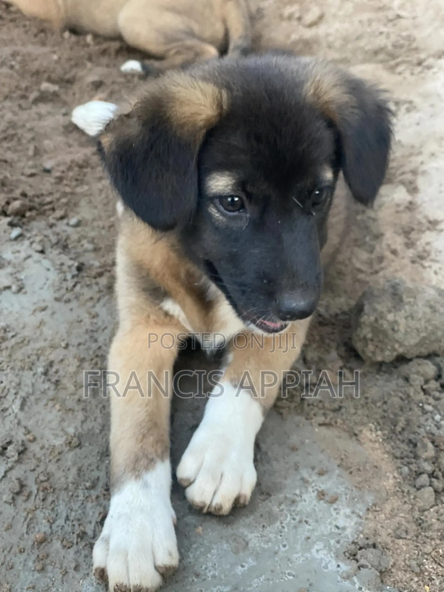 1-3 months Male Mixed Breed Anatolian Shepherd in Sunyani Municipal ...