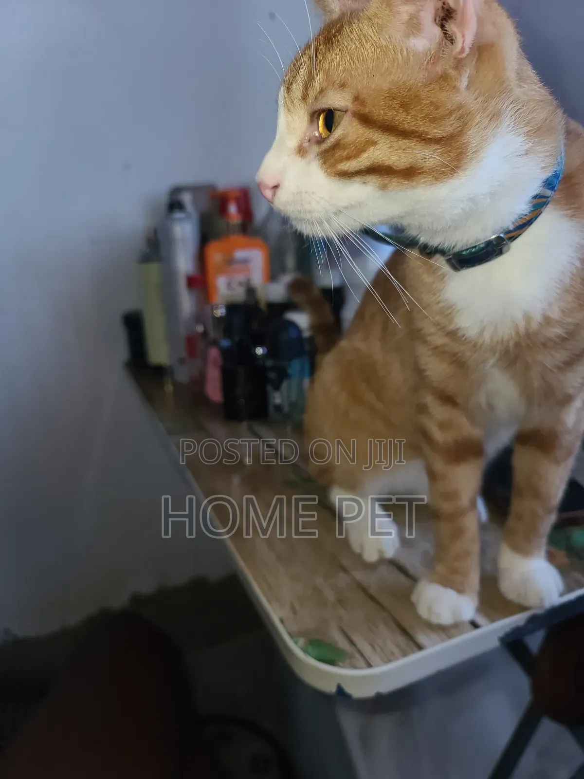 3-6 months Male Mixed Breed Mongrel (No Breed) in Kasoa - Cats ...