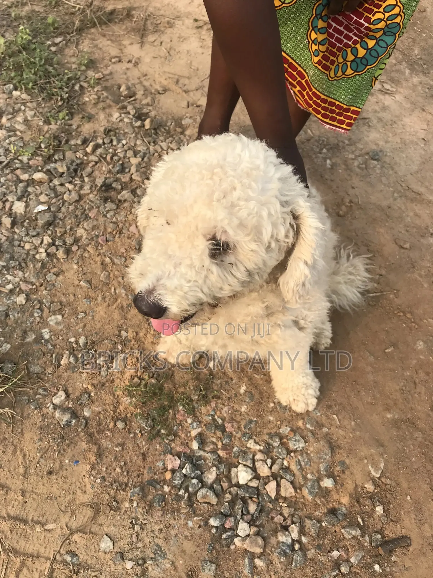 3-6 months Male Purebred Poodle in Haatso - Dogs & Puppies, Bri Cks ...