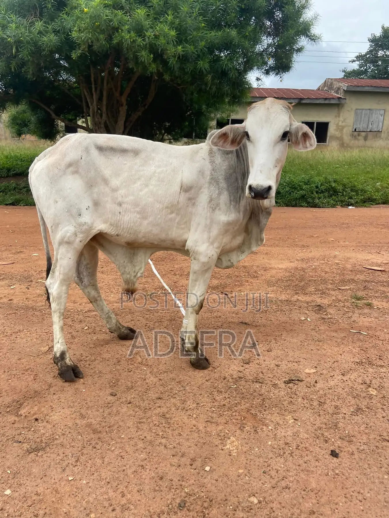 Healthy and Strong Cows Available at Cool Prices in Northern Region ...