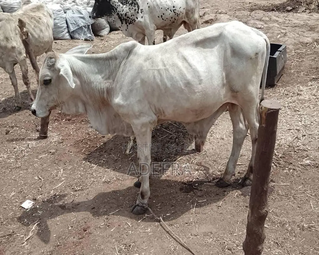 Healthy and Strong Cows Available at Cool Prices in Northern Region ...