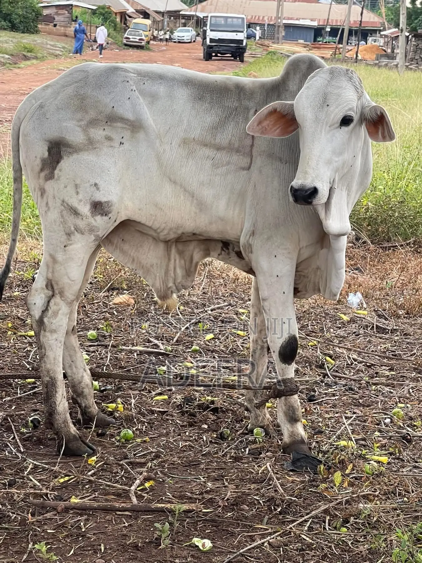 Healthy and Strong Cows Available at Cool Prices in Northern Region ...