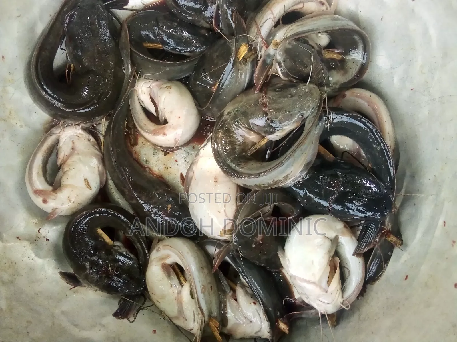 Live Catfish, Smoke Catfish in Accra Metropolitan - Food & Beverages ...