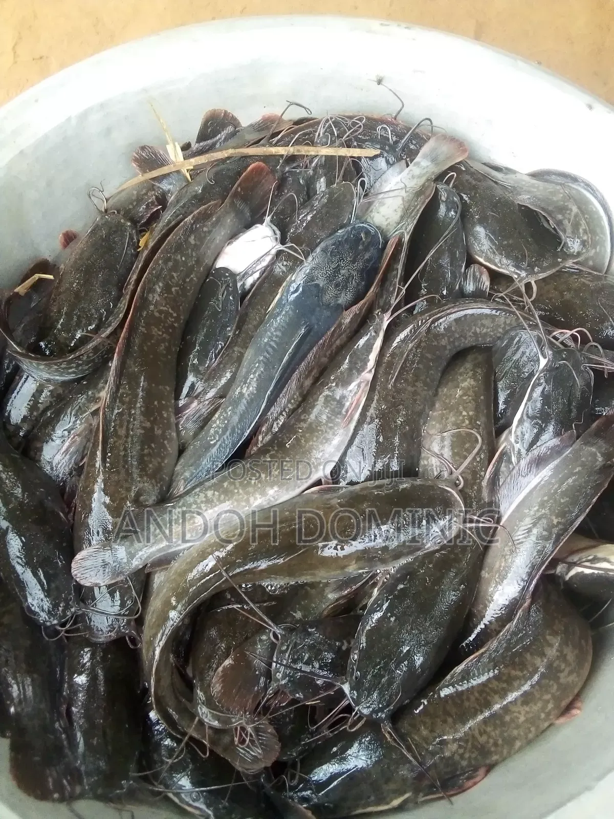 Live Catfish, Smoke Catfish in Accra Metropolitan - Food & Beverages ...