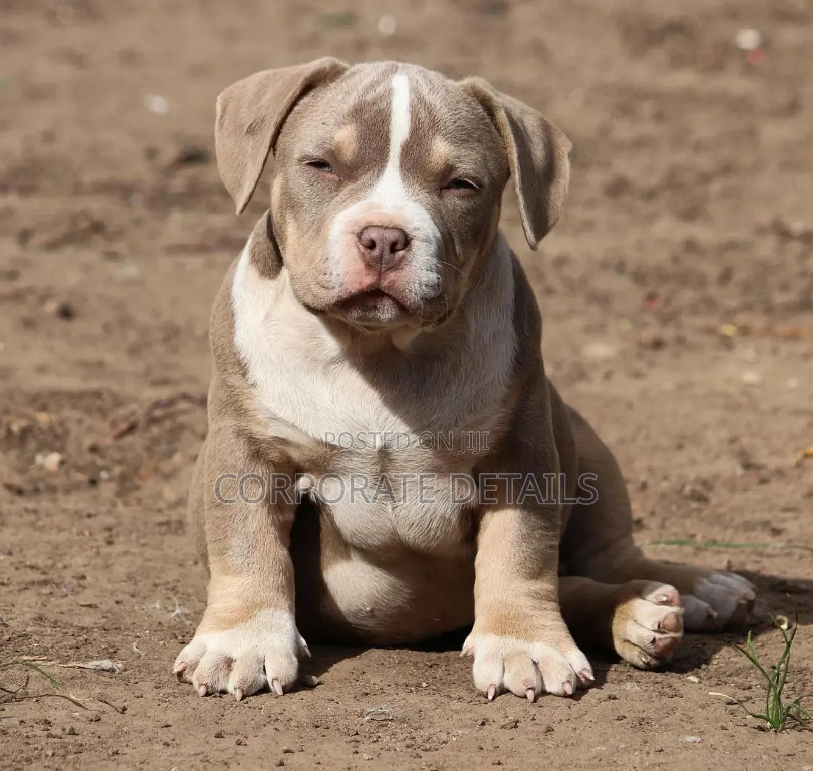 1-3 months Male Purebred American Pit Bull Terrier in Accra ...