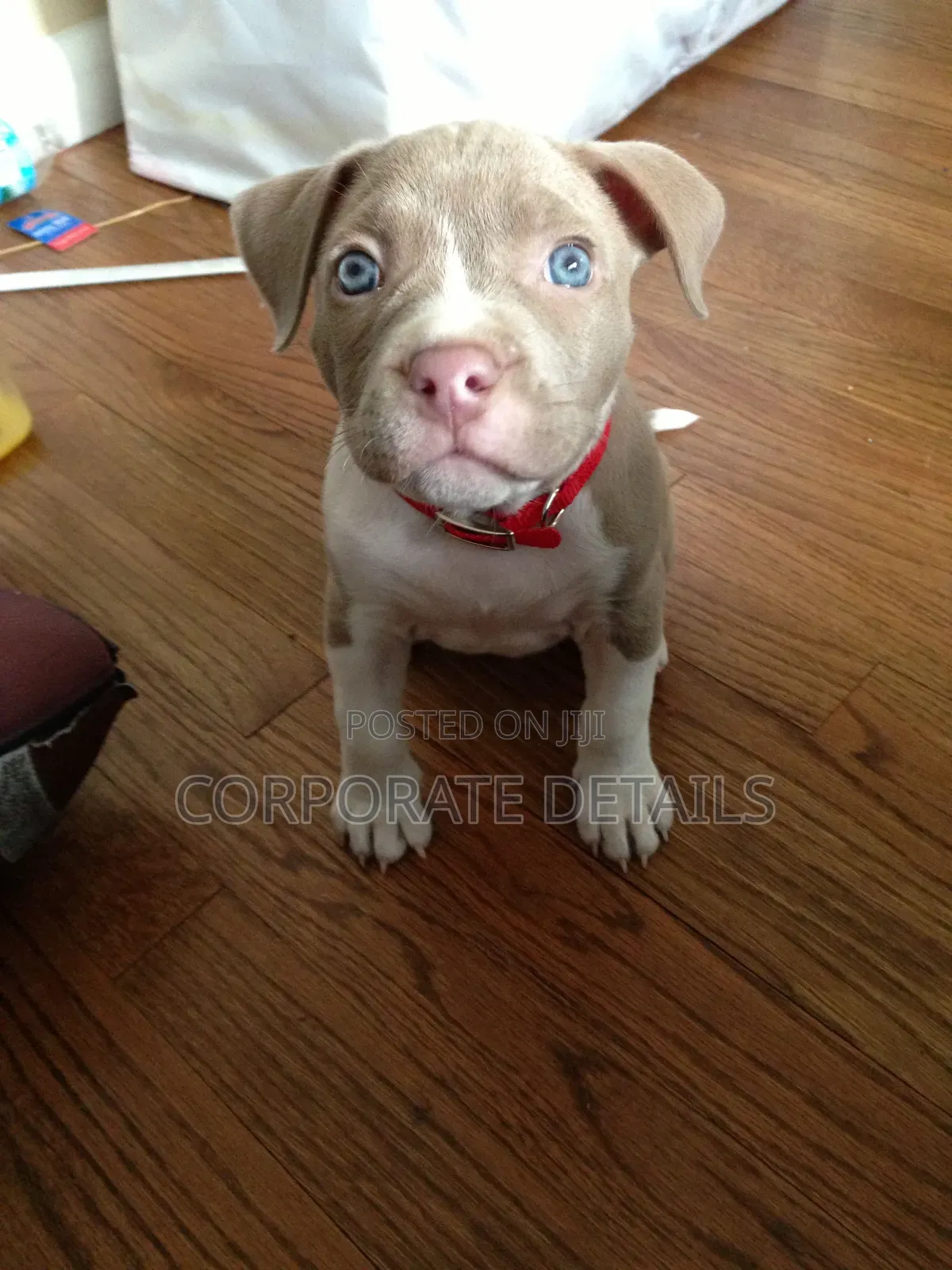 1-3 months Male Purebred American Pit Bull Terrier in Accra ...
