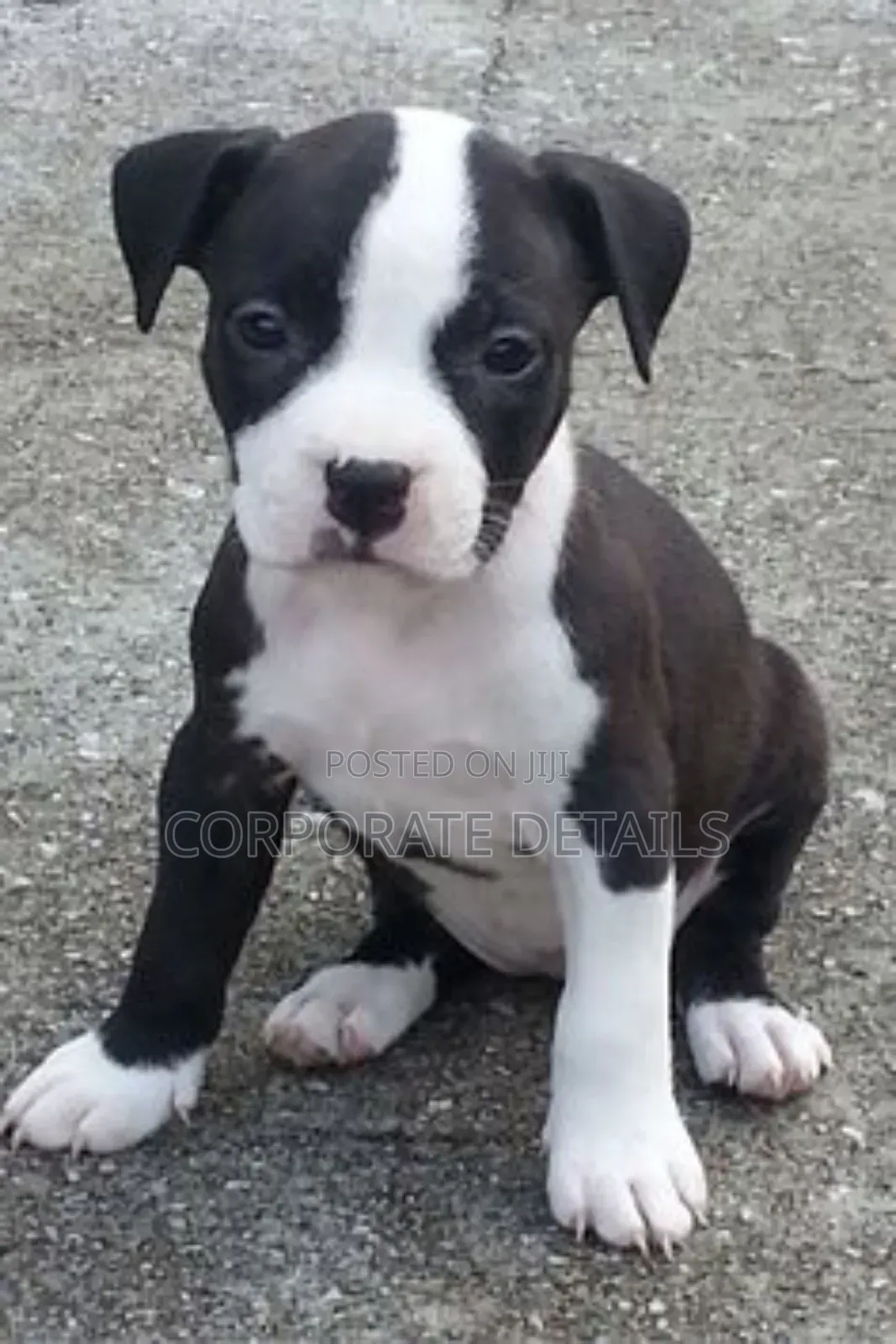 1-3 months Male Purebred American Pit Bull Terrier in Accra ...