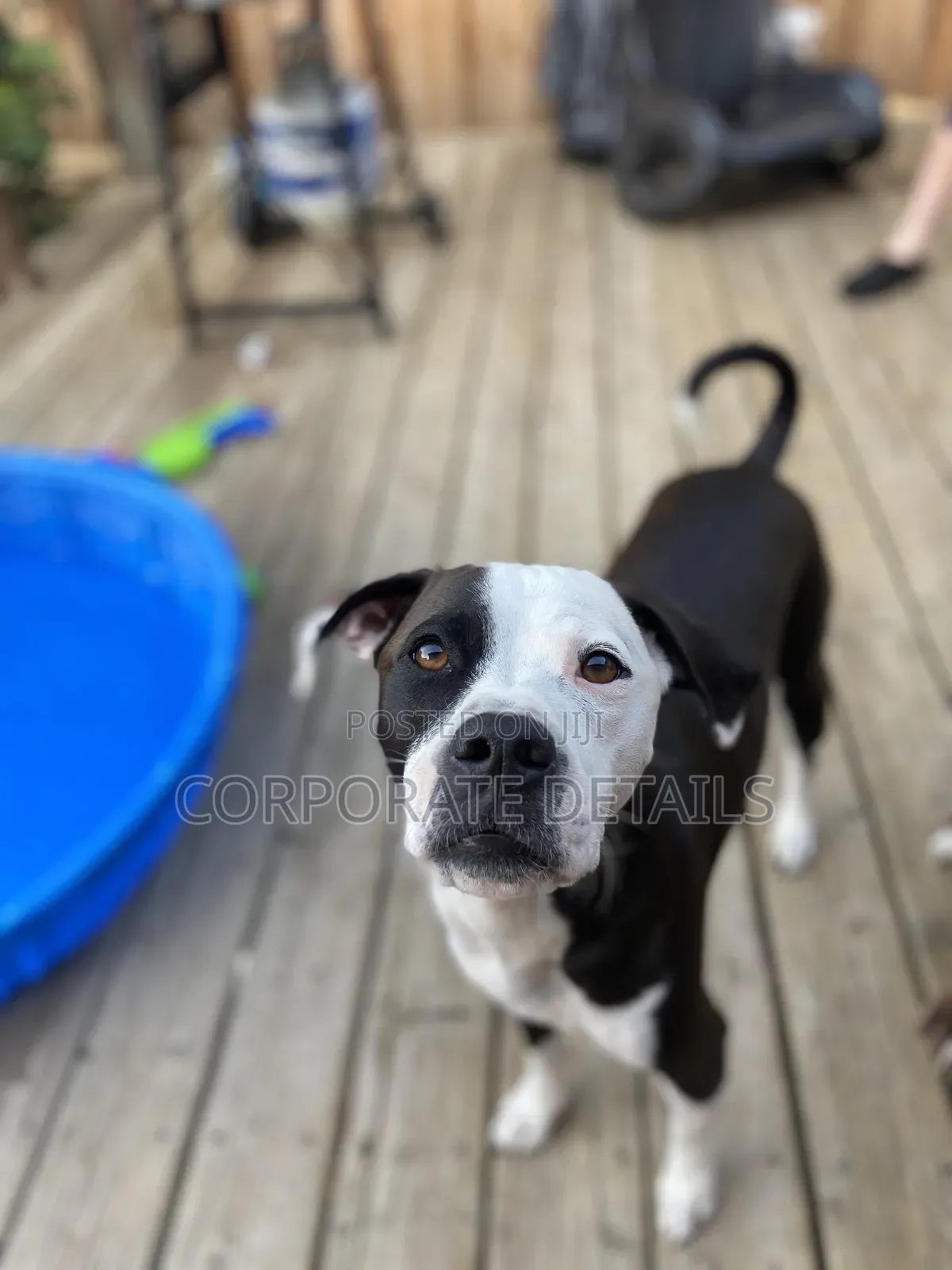 3-6 months Male Purebred American Pit Bull Terrier in Accra ...