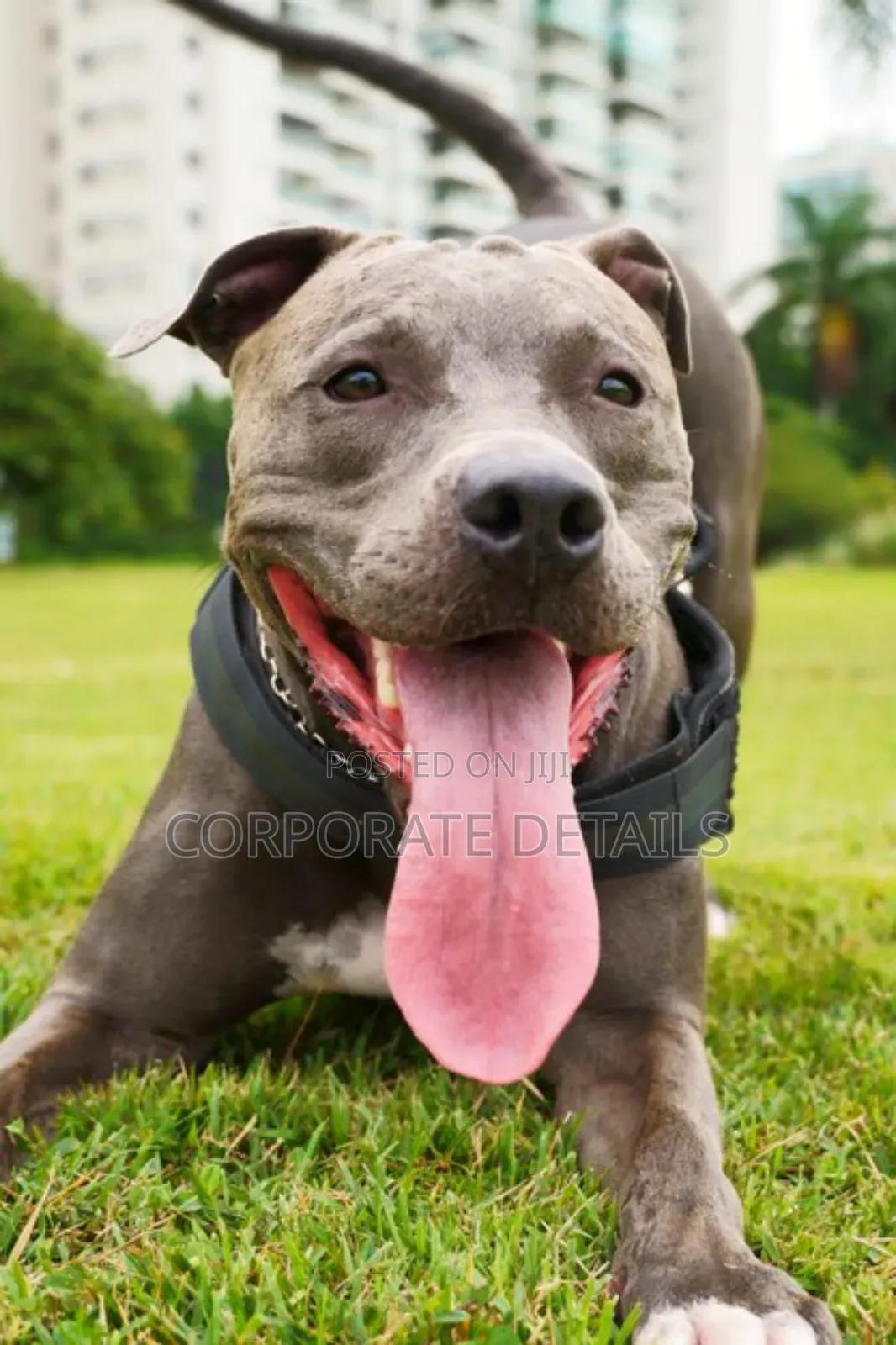 6-12 months Male Purebred American Pit Bull Terrier in Accra ...