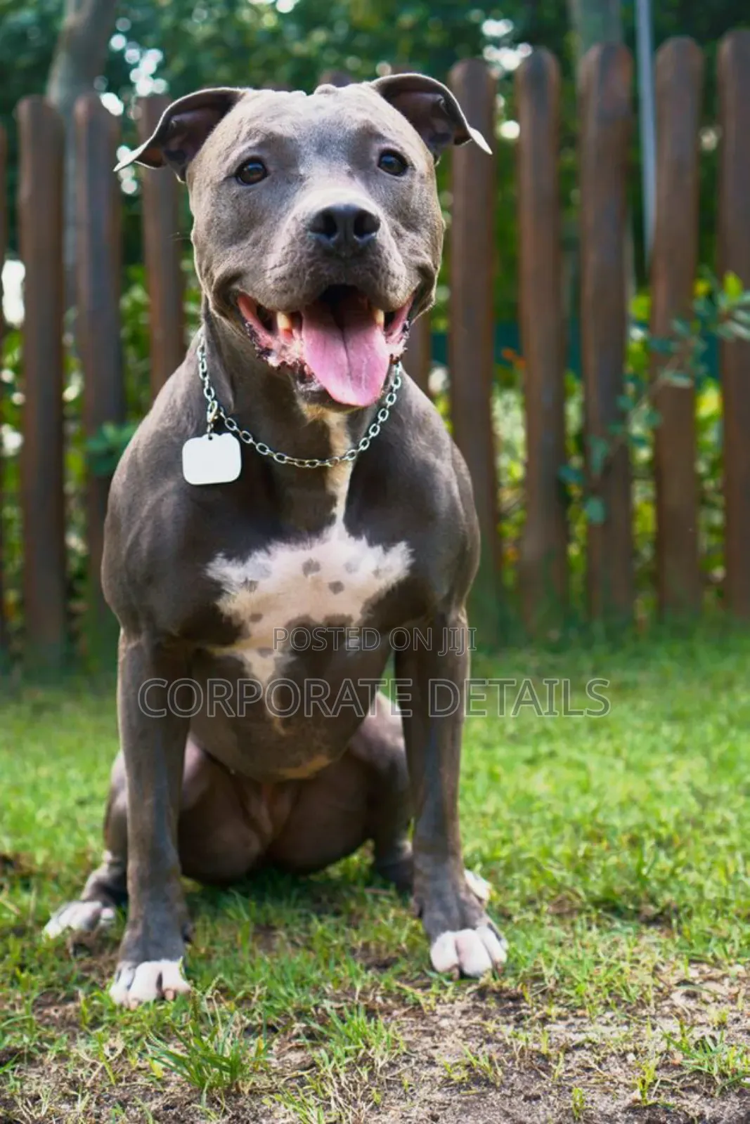 6-12 months Male Purebred American Pit Bull Terrier in Accra ...