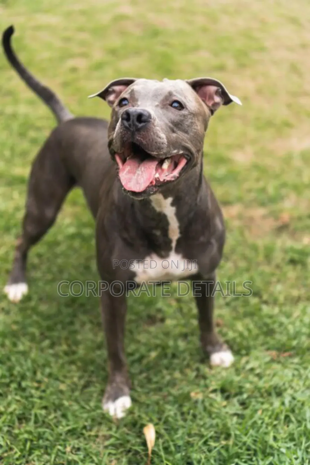 6-12 months Male Purebred American Pit Bull Terrier in Accra ...