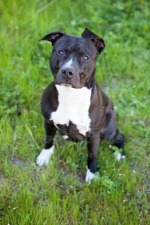 1+ year Male Purebred American Pit Bull Terrier in Accra Metropolitan ...