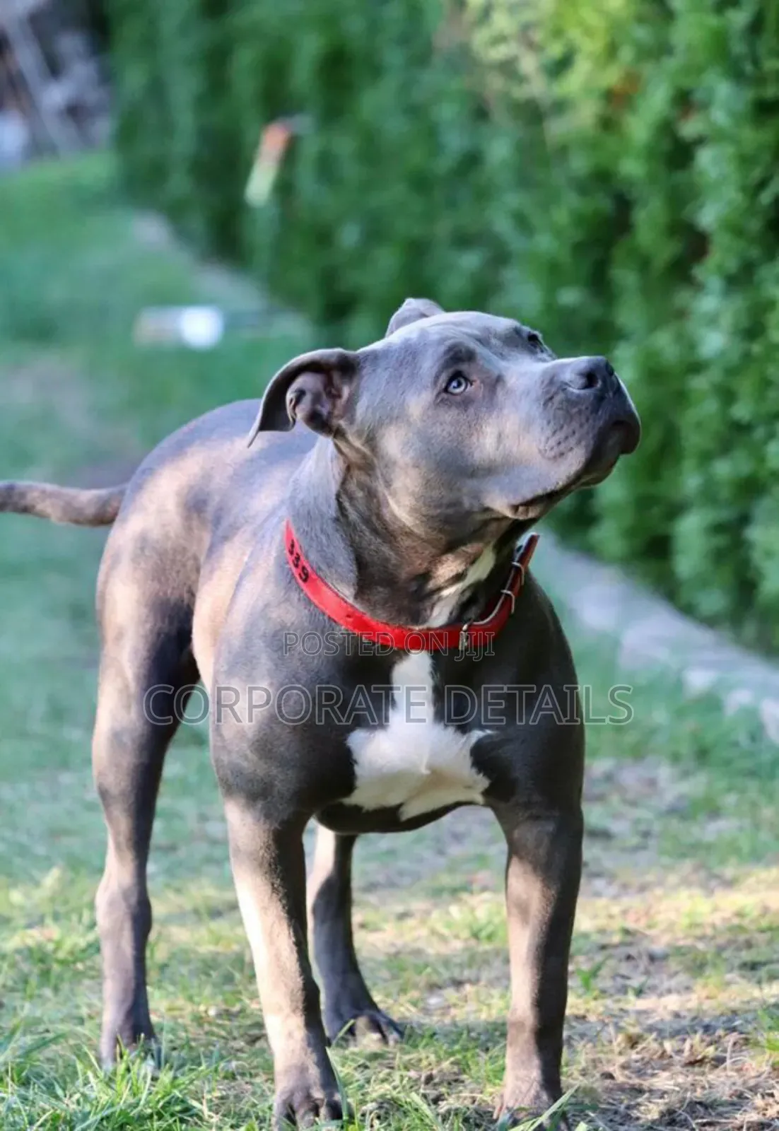 1+ year Male Purebred American Pit Bull Terrier in Accra Metropolitan ...