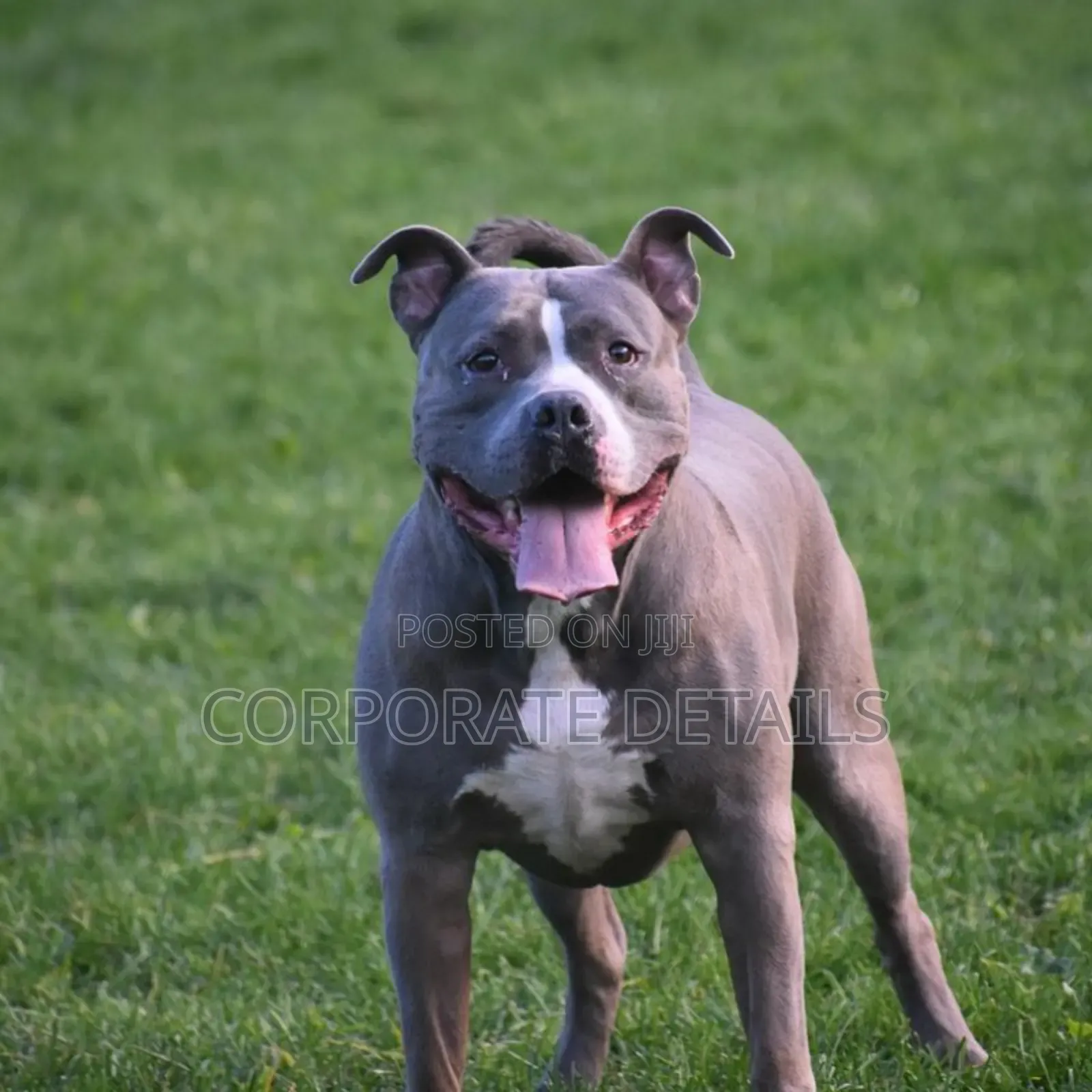 6-12 months Male Purebred American Pit Bull Terrier in Accra ...