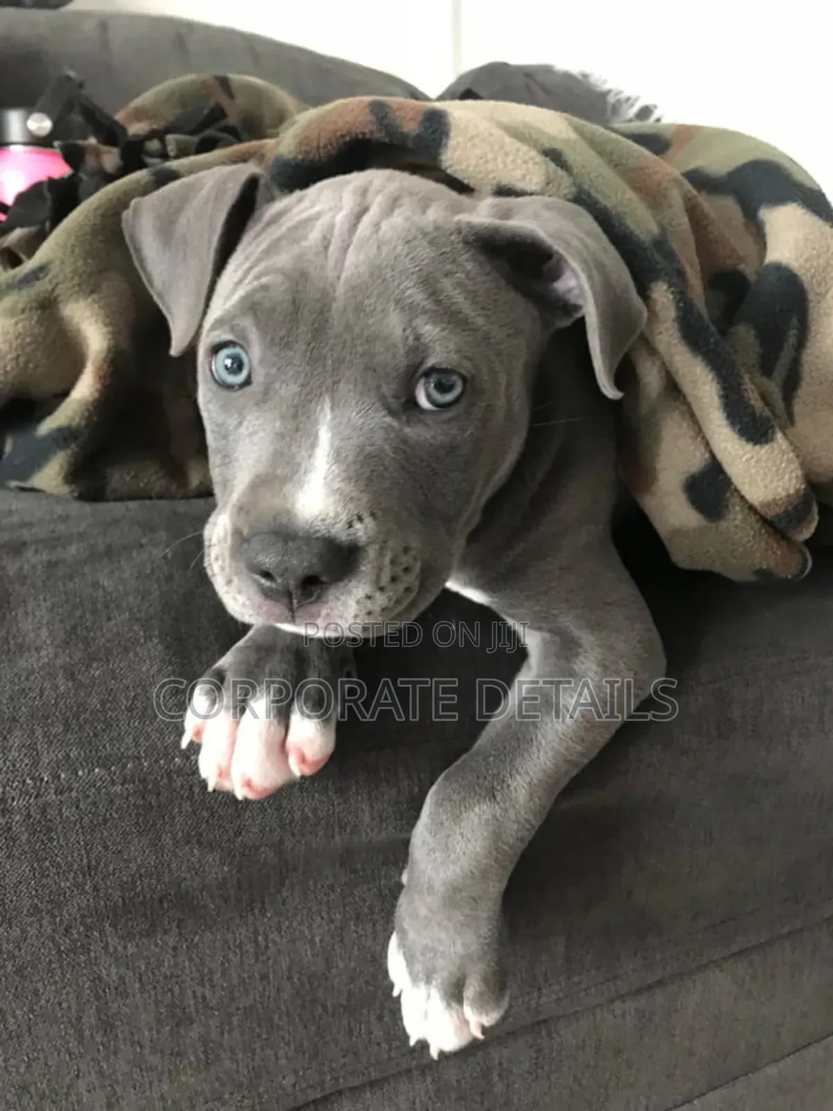 1-3 months Male Purebred American Pit Bull Terrier in Accra ...