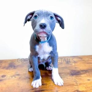 1-3 months Male Purebred American Pit Bull Terrier in Accra ...