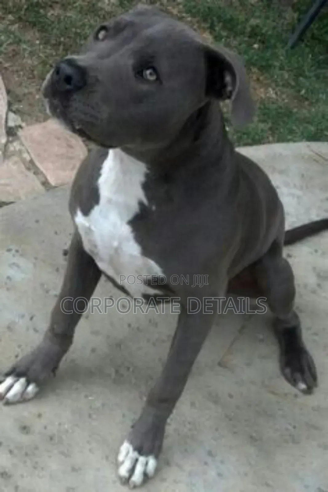 1-3 months Male Purebred American Pit Bull Terrier in Accra ...