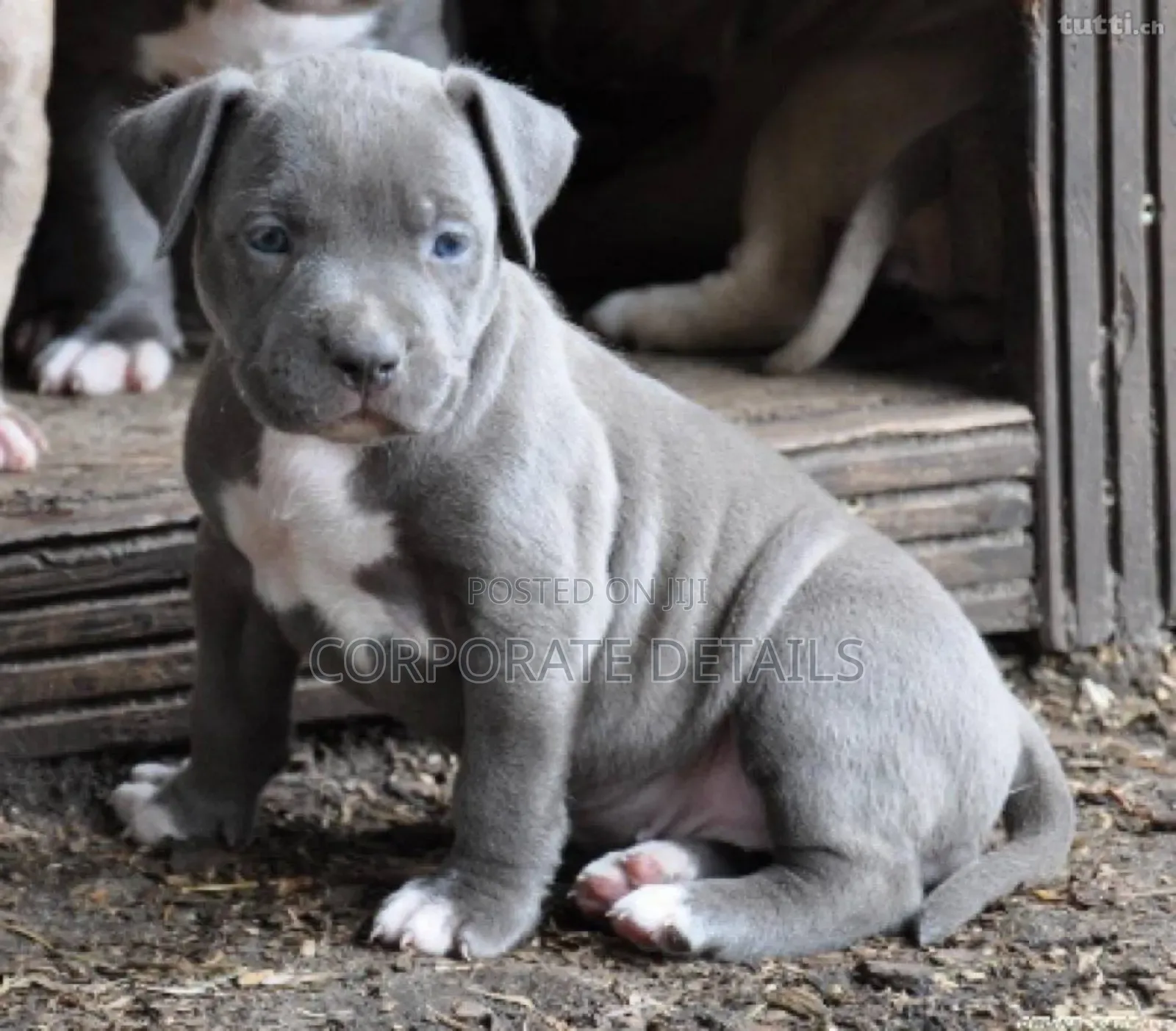 1-3 months Male Purebred American Pit Bull Terrier in Accra ...