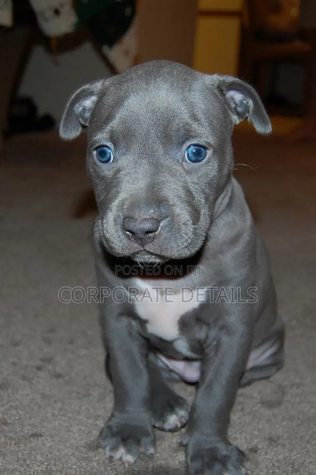 1-3 months Male Purebred American Pit Bull Terrier in Accra ...