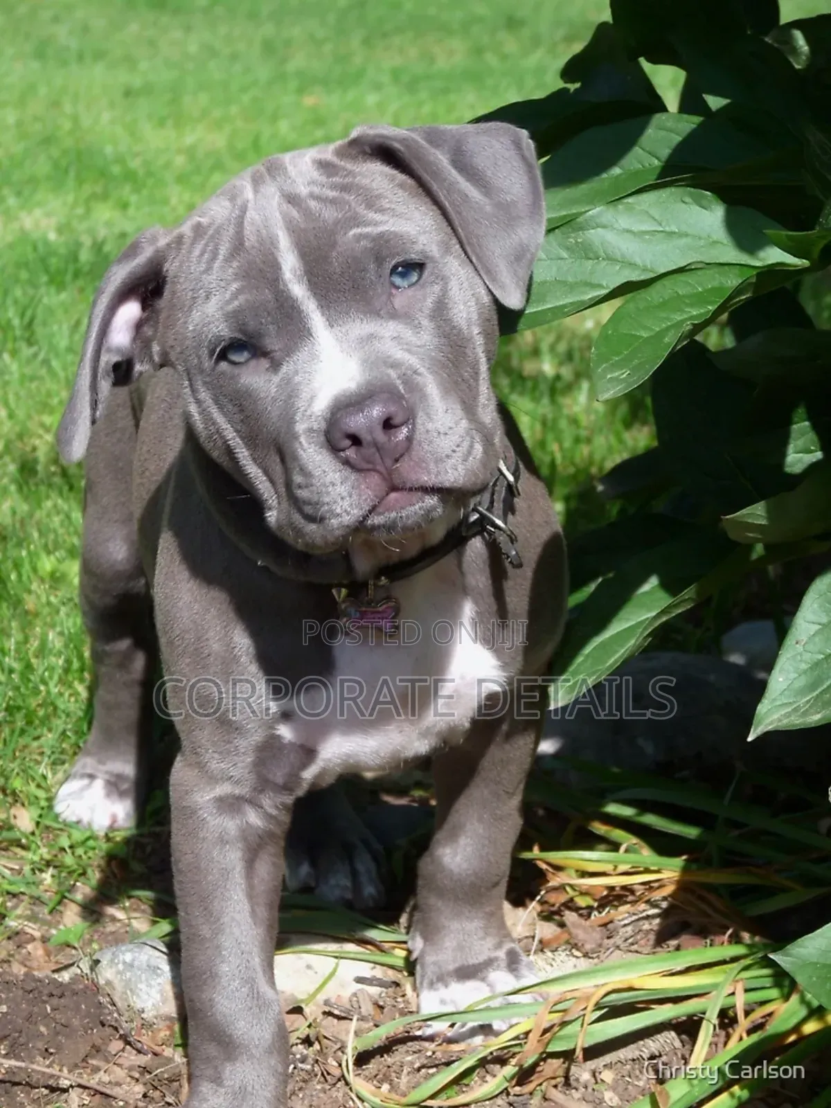 1-3 months Male Purebred American Pit Bull Terrier in Accra ...