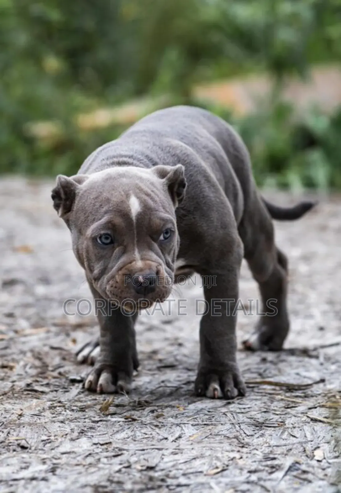 1-3 months Male Purebred American Pit Bull Terrier in Accra ...