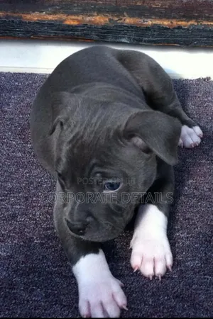 1-3 months Male Purebred American Pit Bull Terrier in Accra ...