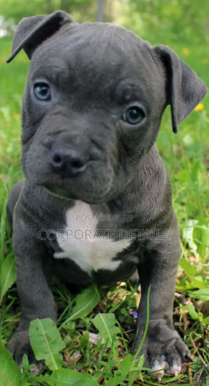 1-3 months Male Purebred American Pit Bull Terrier in Accra ...