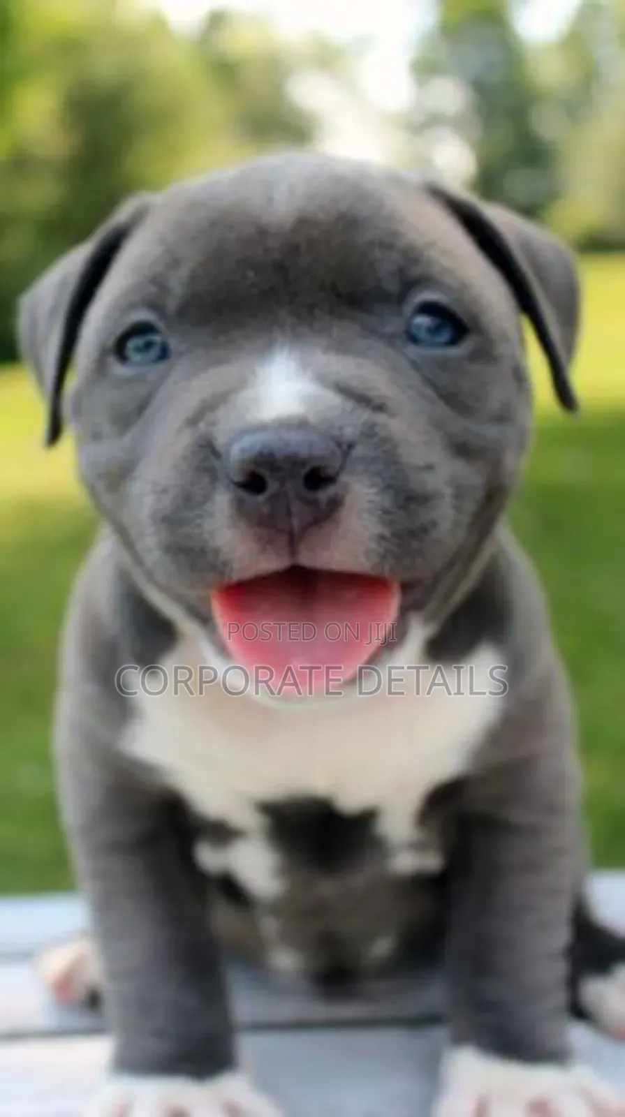 1-3 months Male Purebred American Pit Bull Terrier in Accra ...