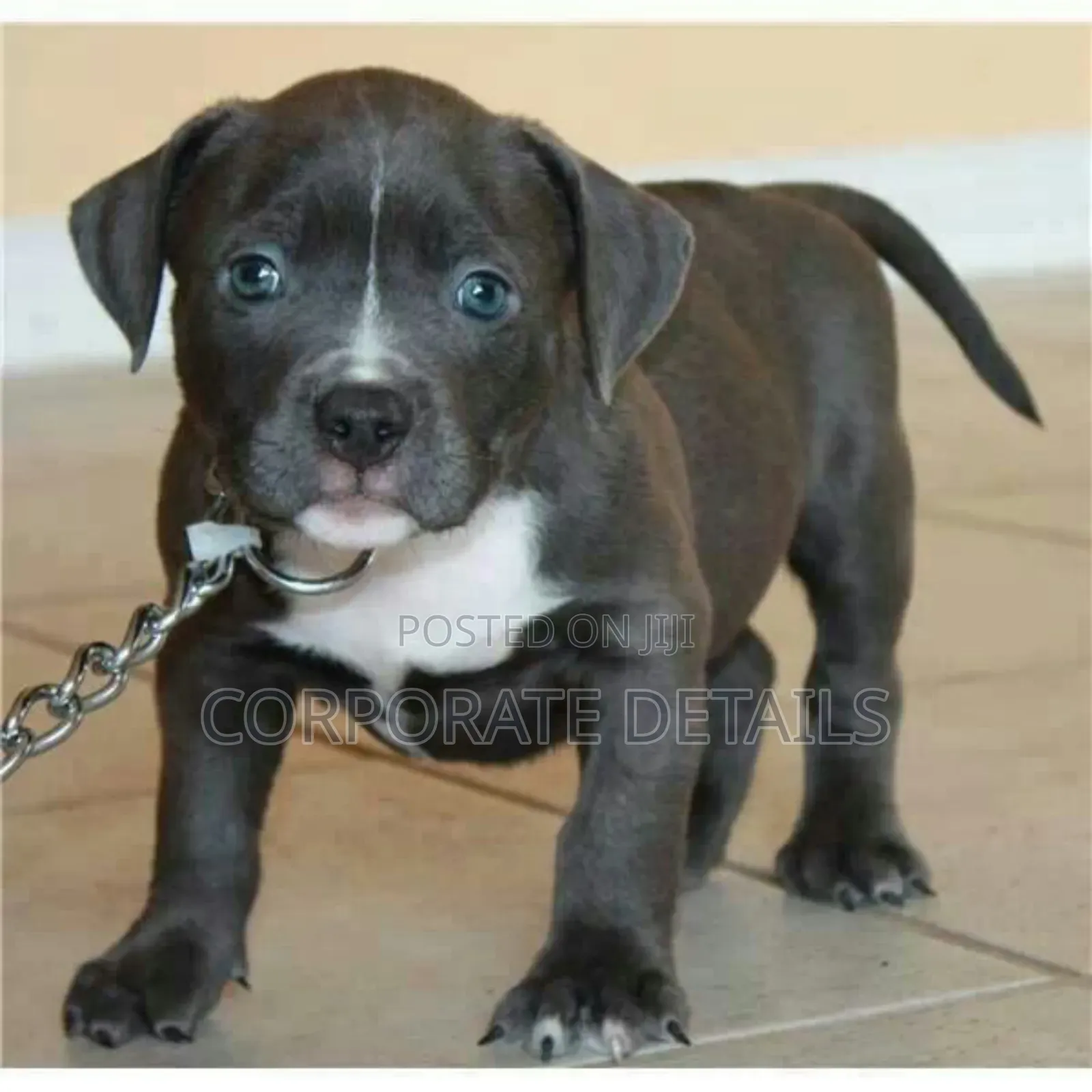 1-3 months Male Purebred American Pit Bull Terrier in Accra ...