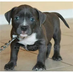 1-3 months Male Purebred American Pit Bull Terrier in Accra ...