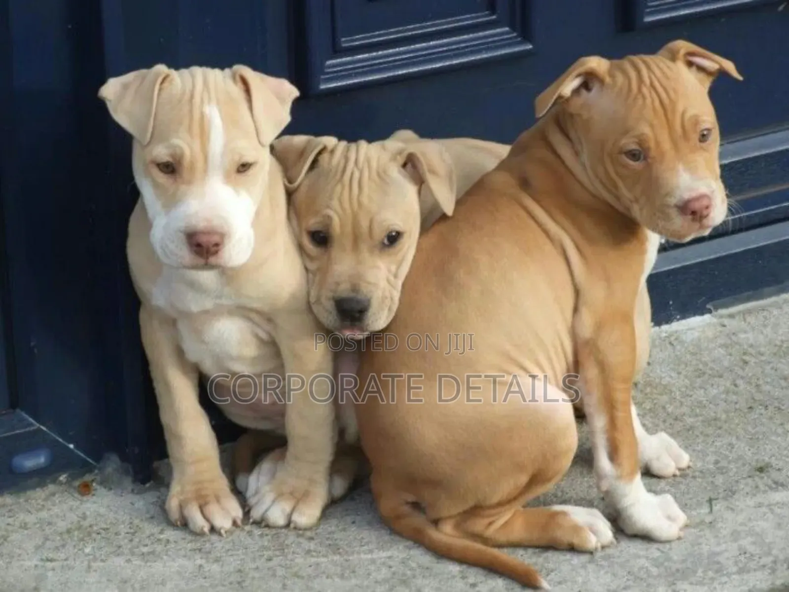 1-3 months Male Purebred American Pit Bull Terrier in Accra ...