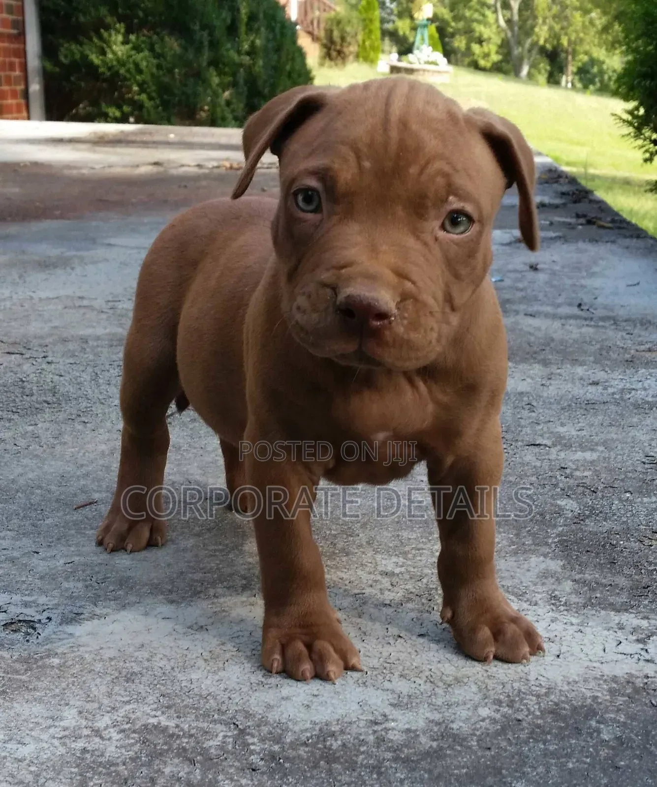 1-3 months Male Purebred American Pit Bull Terrier in Accra ...