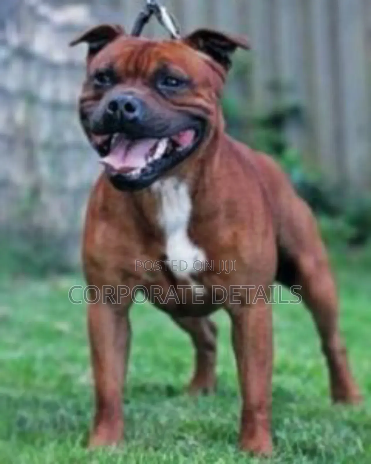 1-3 months Male Purebred American Pit Bull Terrier in Accra ...