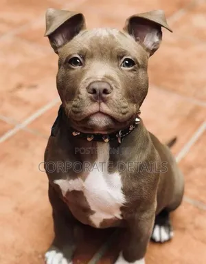 1+ year Male Purebred American Pit Bull Terrier in Accra Metropolitan ...