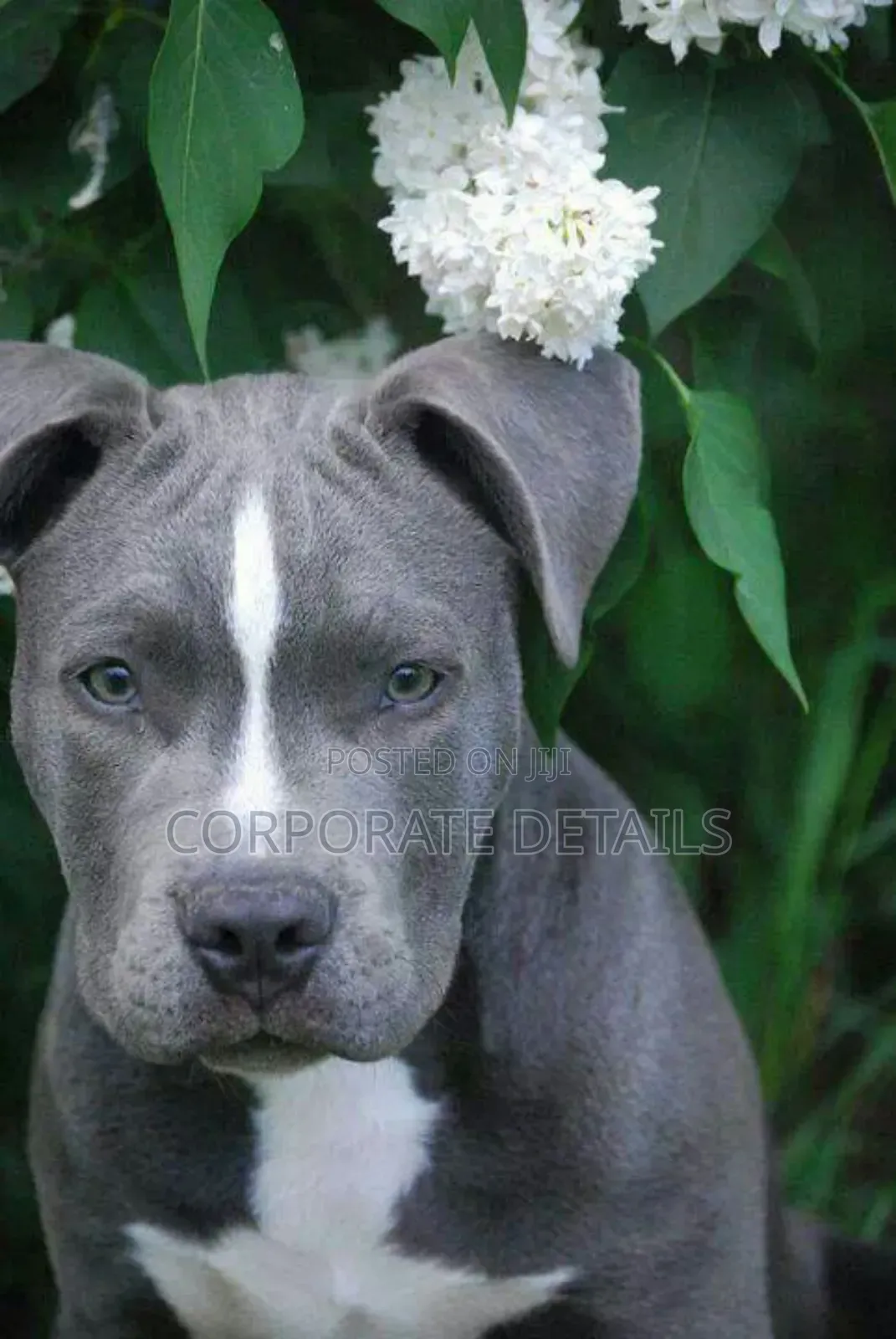 1+ year Male Purebred American Pit Bull Terrier in Accra Metropolitan ...