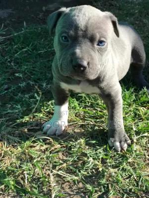 1-3 months Male Purebred American Pit Bull Terrier in Accra ...