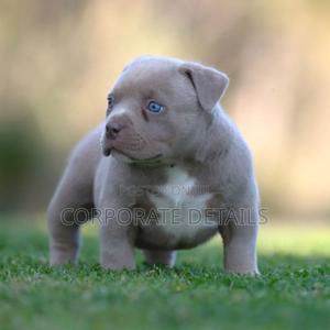 1-3 months Male Purebred American Pit Bull Terrier in Accra ...