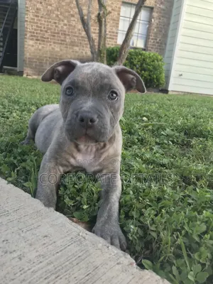 1-3 months Male Purebred American Pit Bull Terrier in Accra ...