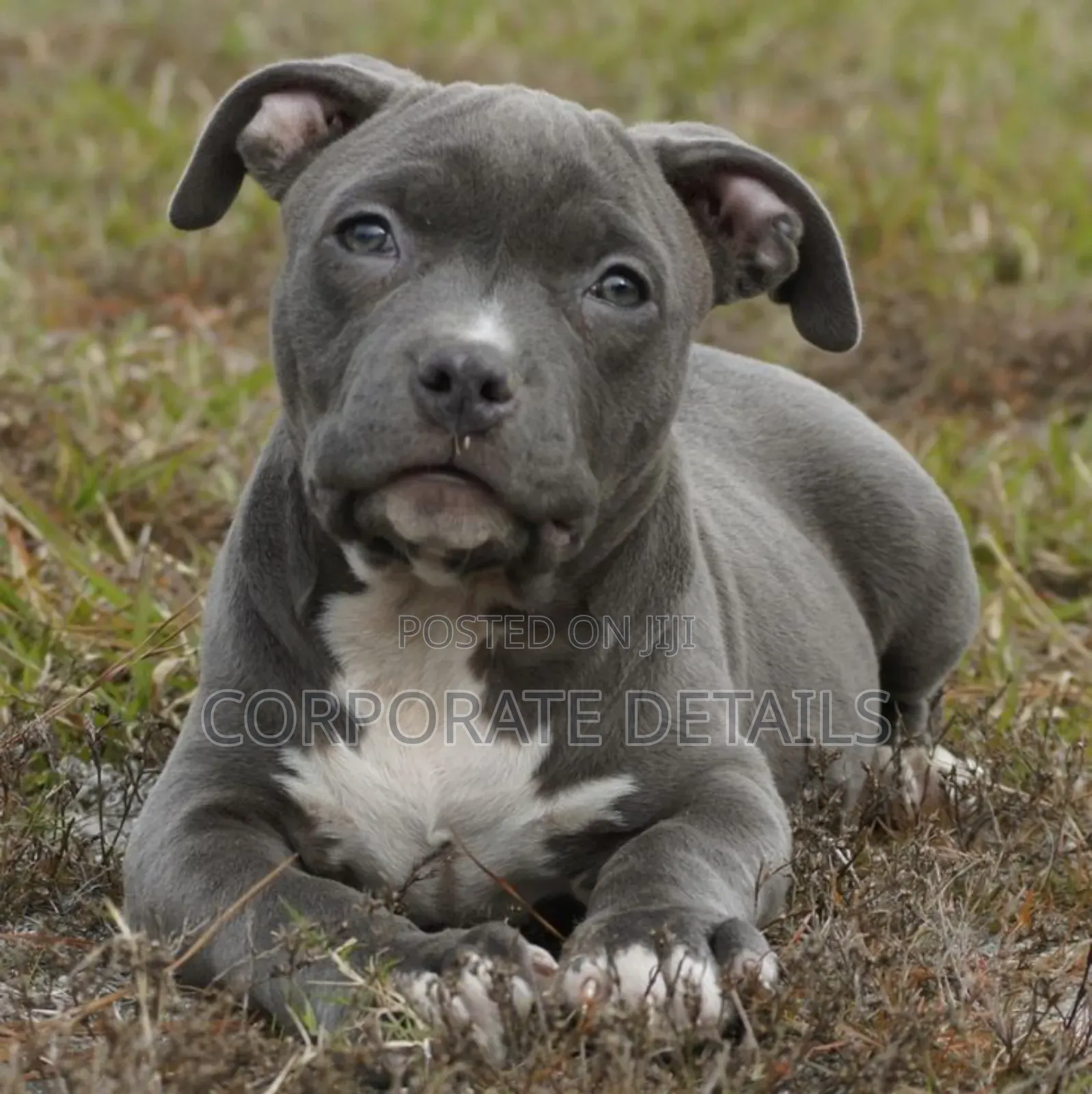1-3 months Male Purebred American Pit Bull Terrier in Accra ...