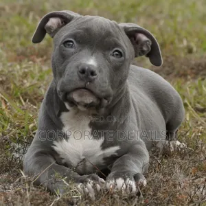 1-3 months Male Purebred American Pit Bull Terrier in Accra ...