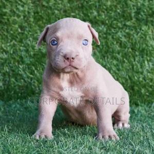 1-3 months Male Purebred American Pit Bull Terrier in Accra ...
