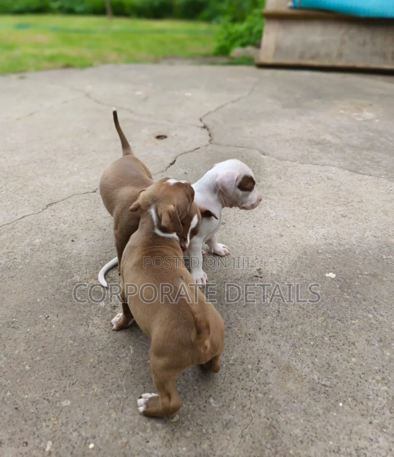 1-3 months Male Purebred American Pit Bull Terrier in Accra ...