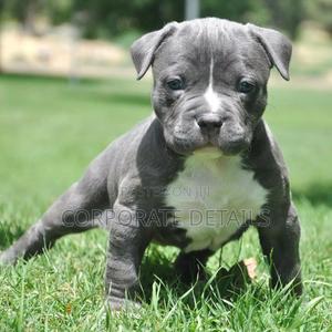 1-3 months Male Purebred American Pit Bull Terrier in Accra ...
