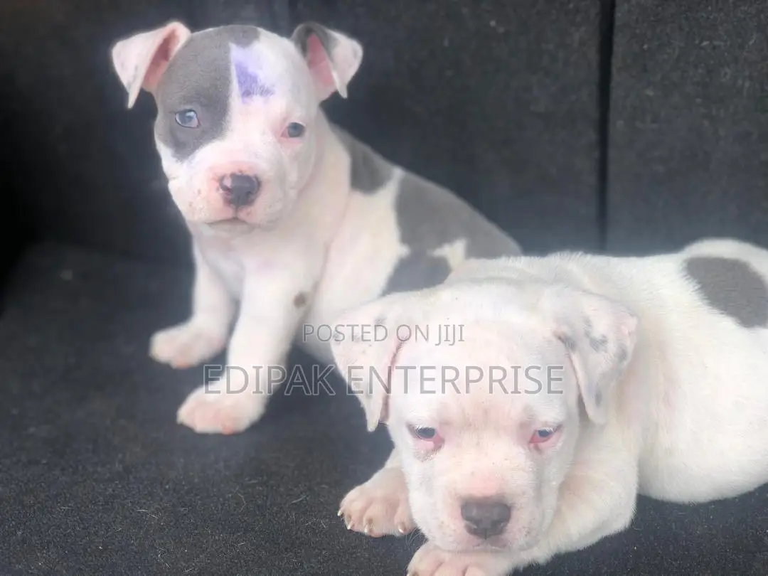 1-3 months Female Purebred American Pit Bull Terrier in Tantra Hills ...