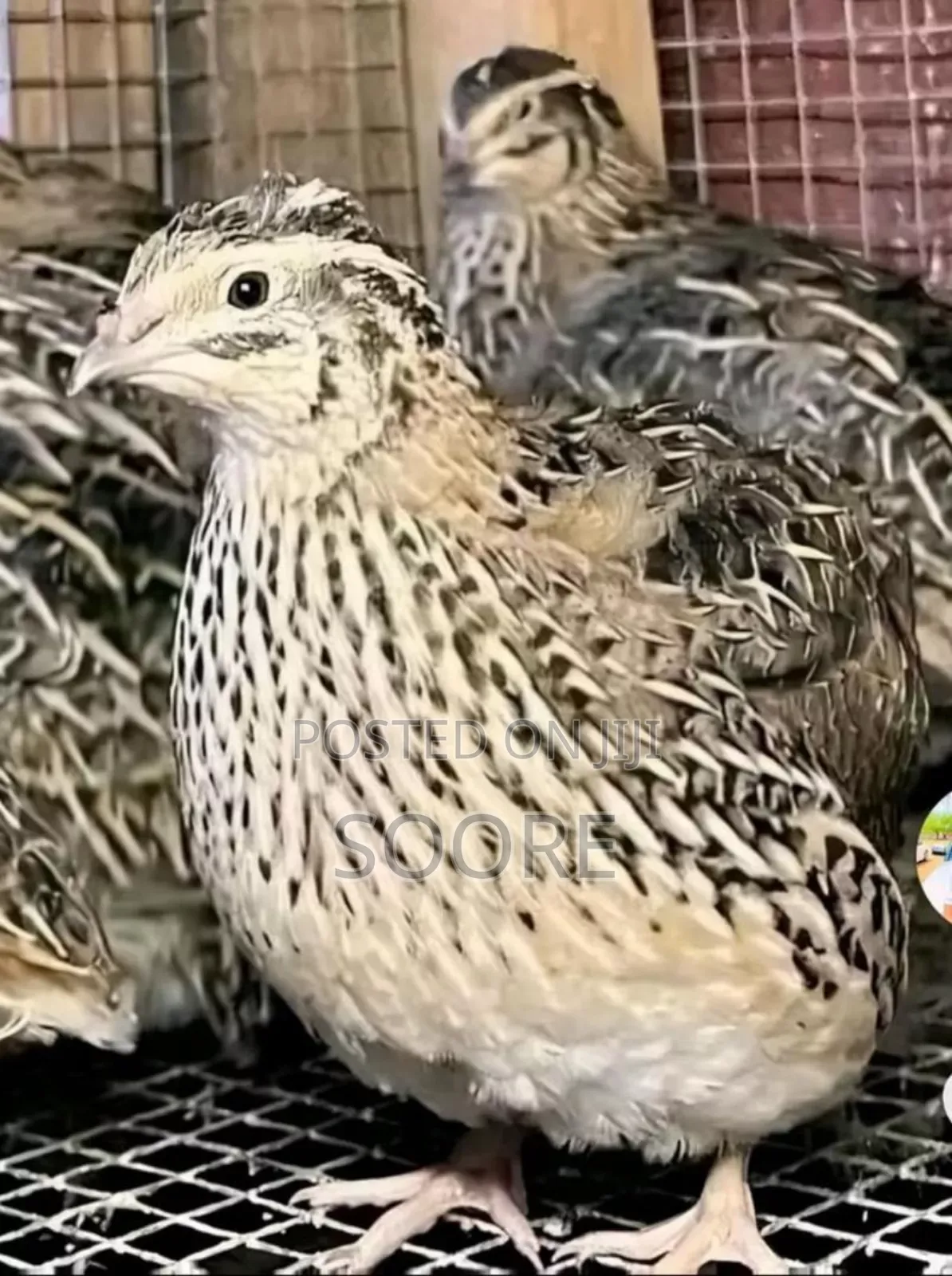 Soore Farms. Mr. Quails in Ablekuma - Farm Animals, Soore Farms | Jiji ...