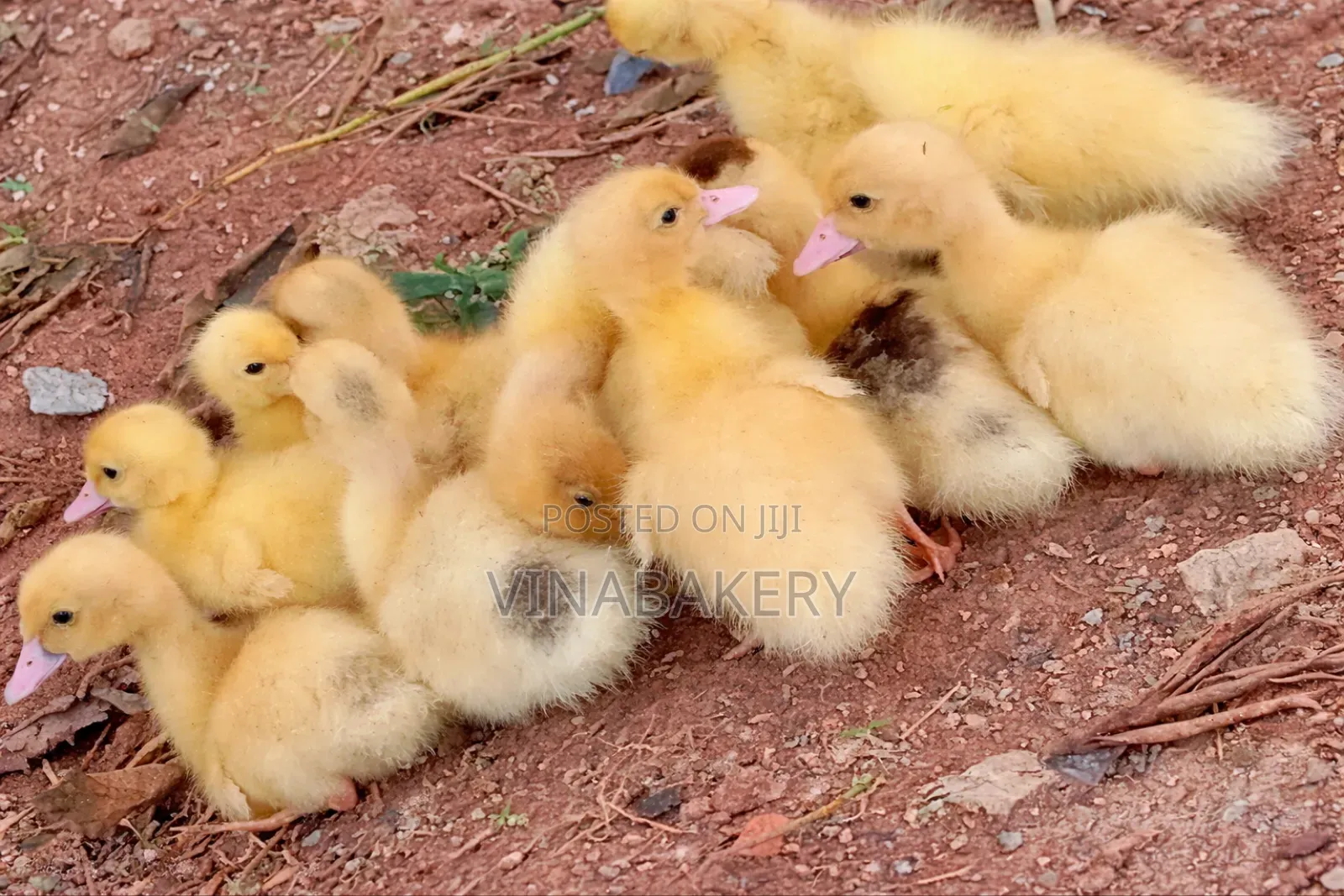 Ducks and Ducklings in Weija - Farm Animals, Vinabakery | Jiji.com.gh