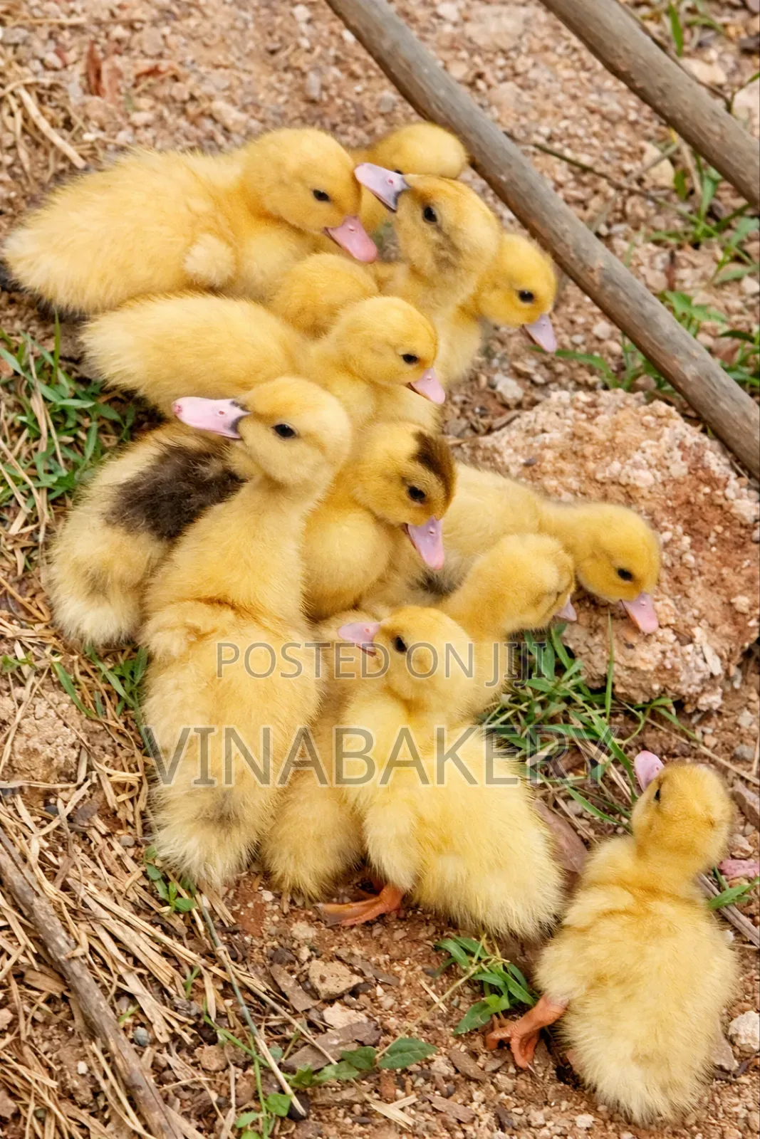 Ducks and Ducklings in Weija - Farm Animals, Vinabakery | Jiji.com.gh