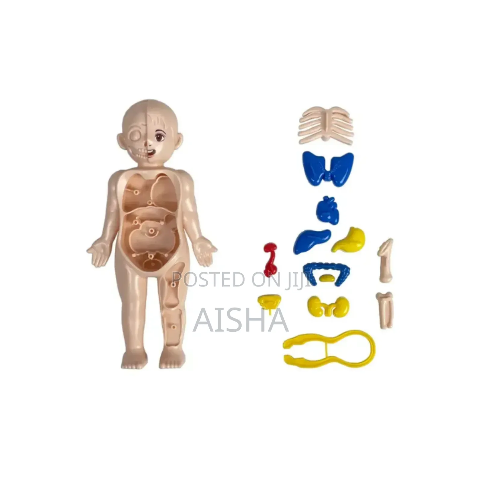 Human Organ Model in Ejisu-Juaben Municipal - Toys, Games & Bikes ...